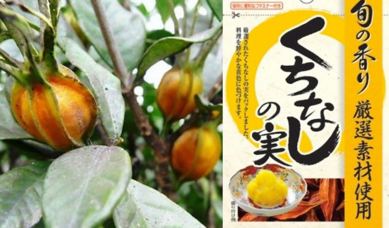 Kuri Kinton | A Taste of Culture