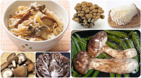 Kinoko Gohan | A Taste of Culture