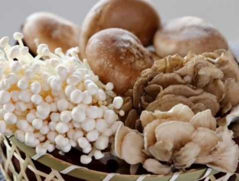 Kinoko Gohan | A Taste of Culture