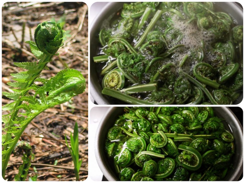 Aku Nuki and Kogomi | A Taste of Culture