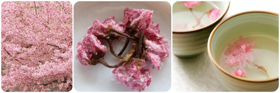 EDIBLE SAKURA Blossoms & Leaves | A Taste of Culture
