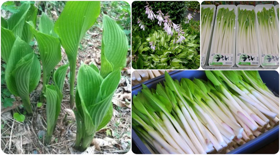 Elusive Taste of Spring: URUI | A Taste of Culture