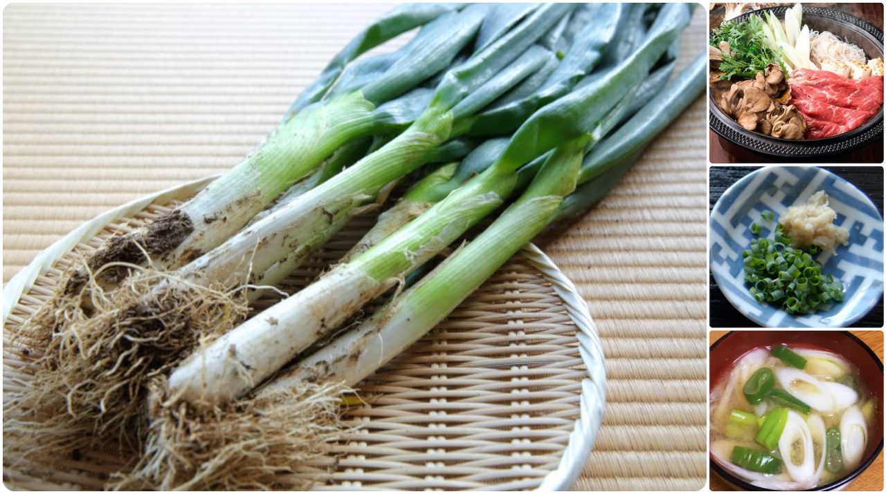 Naga Negi | A Taste of Culture