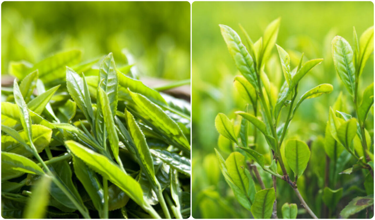 PROJECT New Tea | A Taste of Culture