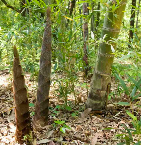 Fresh Bamboo Shoots | A Taste of Culture