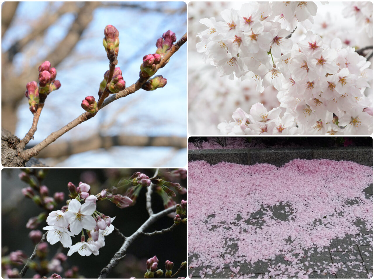 Celebrating Sakura | A Taste of Culture